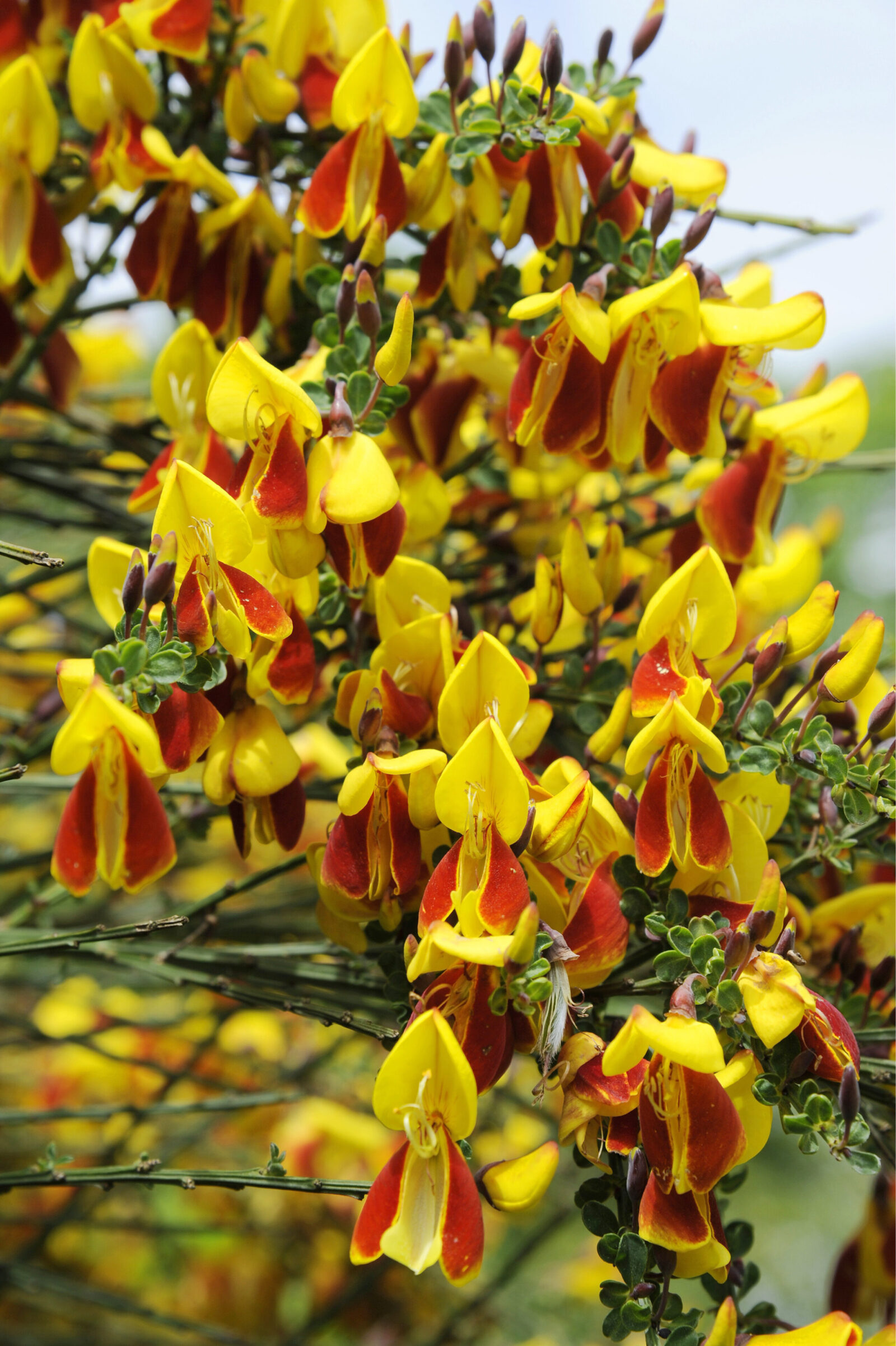 Brem: geitenklaver en heidebrem