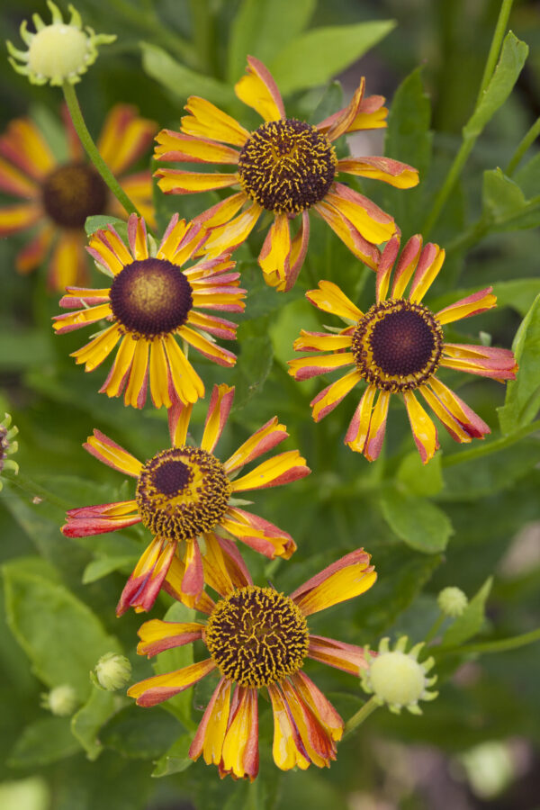 Plant van de maand: top 5 mooiste soorten Helenium