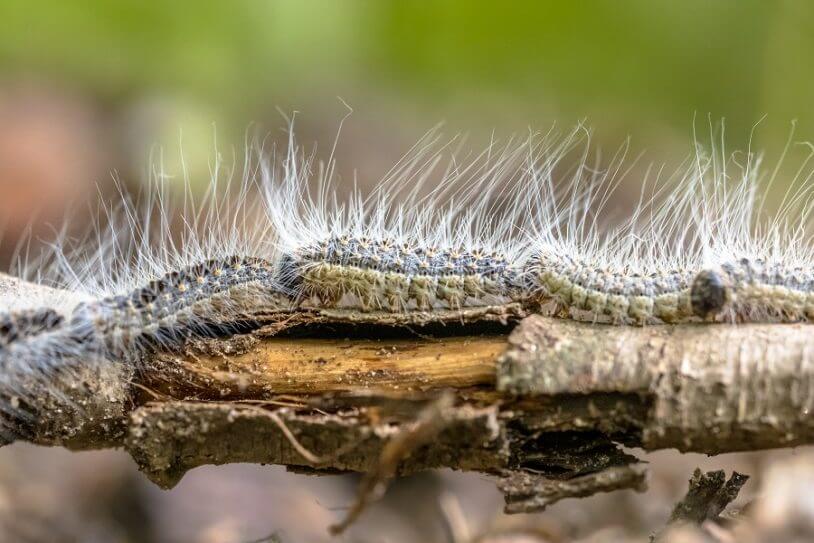 Eikenprocessierups natuurlijk bestrijden - Tips & weetjes – Buitenleven
