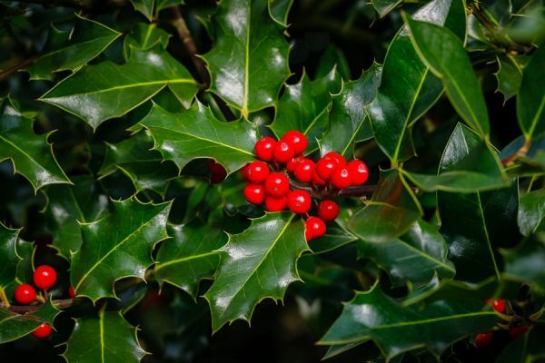 Hulst (Ilex) soorten, snoeien en verzorging | Buitenleven