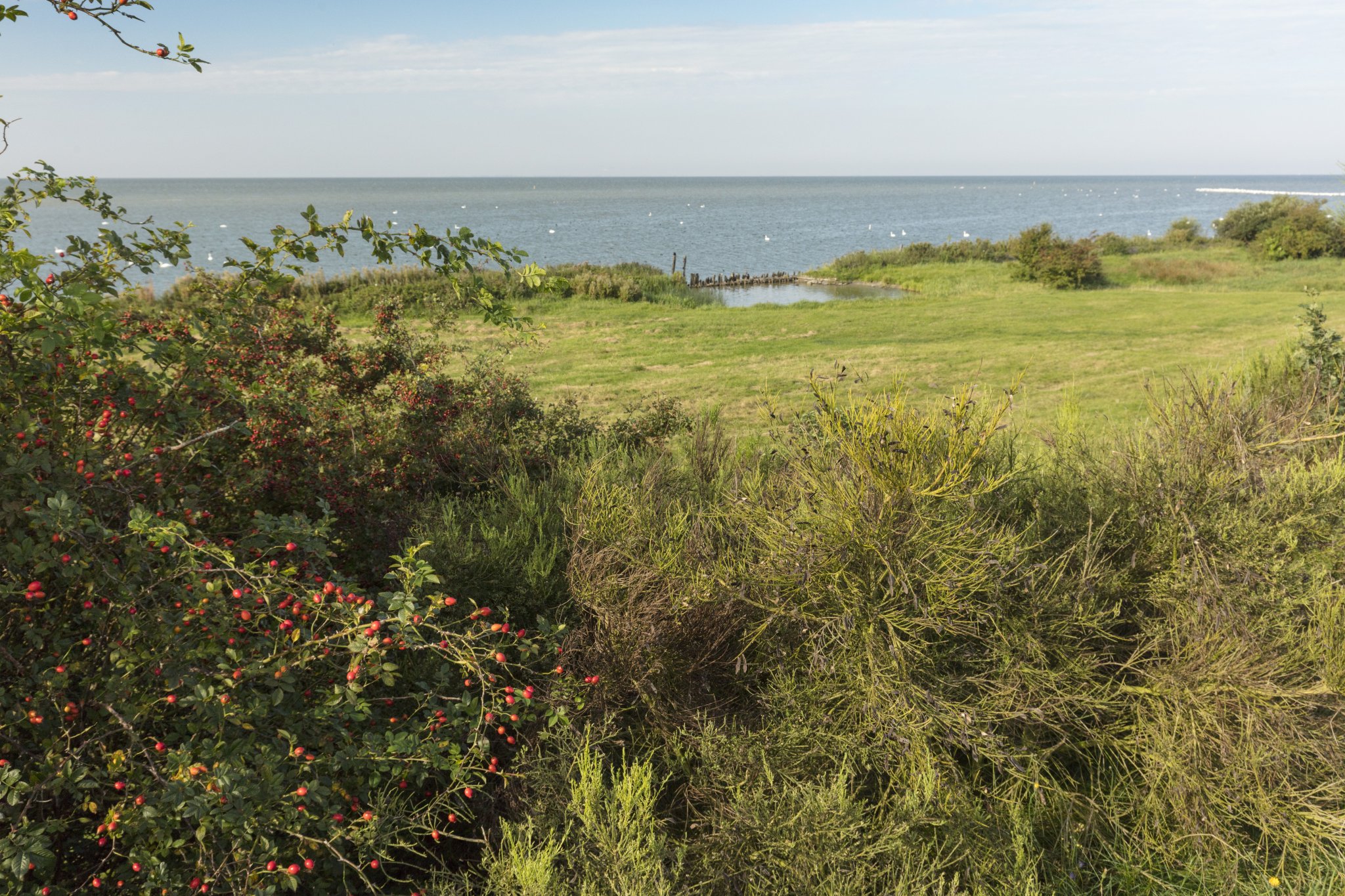 De natuur in: De kliffen van Friesland