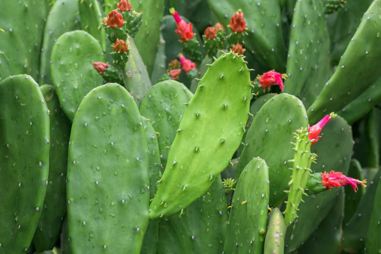 Alles over de cactus: een veelzijdige en exotische plant| Buitenleven