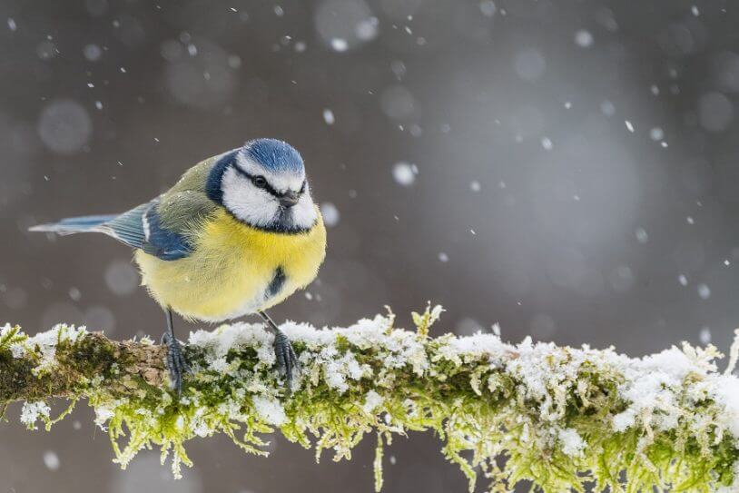 Pimpelmees in je tuin - Alles over nestgedrag en verschil koolmees