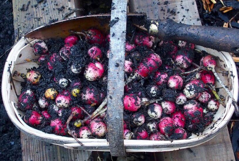 5x eetbare knollen uit eigen moestuin - Yacon - Oca – Buitenleven