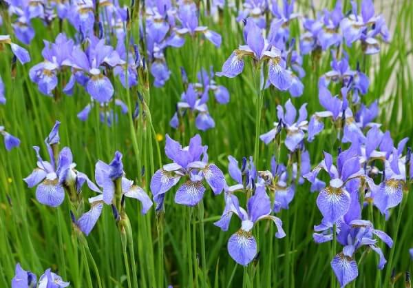 De iris: bloem in vele soorten en maten De iris: bloem in vele soorten en maten