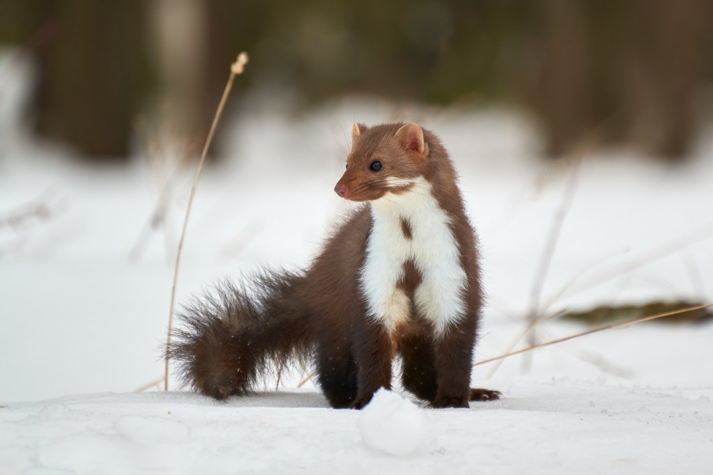 De steenmarter, een beschermde lastpak - Buitenleven
