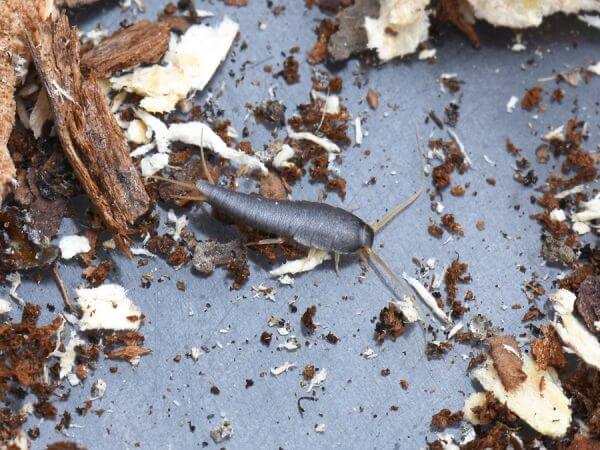 Zilvervisjes voorkomen en natuurlijk bestrijden