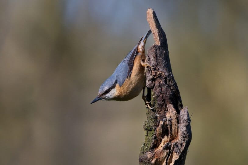 Buitenleven | Boomklever: acrobatische vogel in de boom