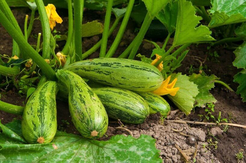 6 recepten met courgette uit eigen moestuin