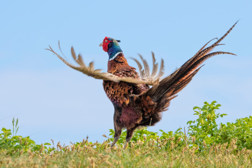 Als een Romeinse keizer - Fazanten op Texel - Buitenleven