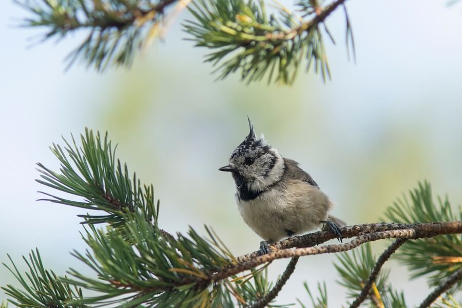 Kuifmees in je tuin: Alles over deze kleine vogel met kuif