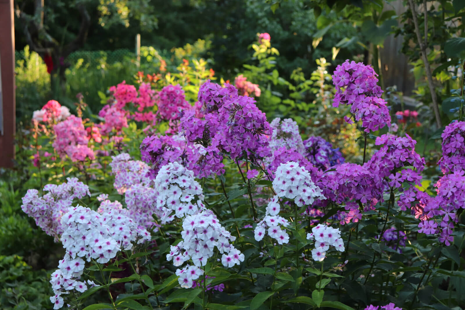 Phlox: een ster in de border