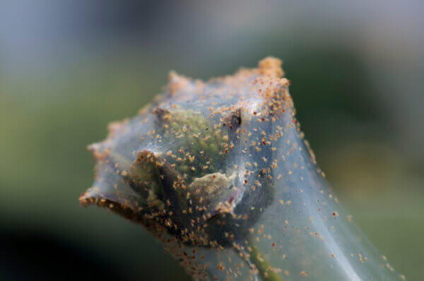 Spintmijt: tips en methoden om spint te voorkomen en te bestrijden