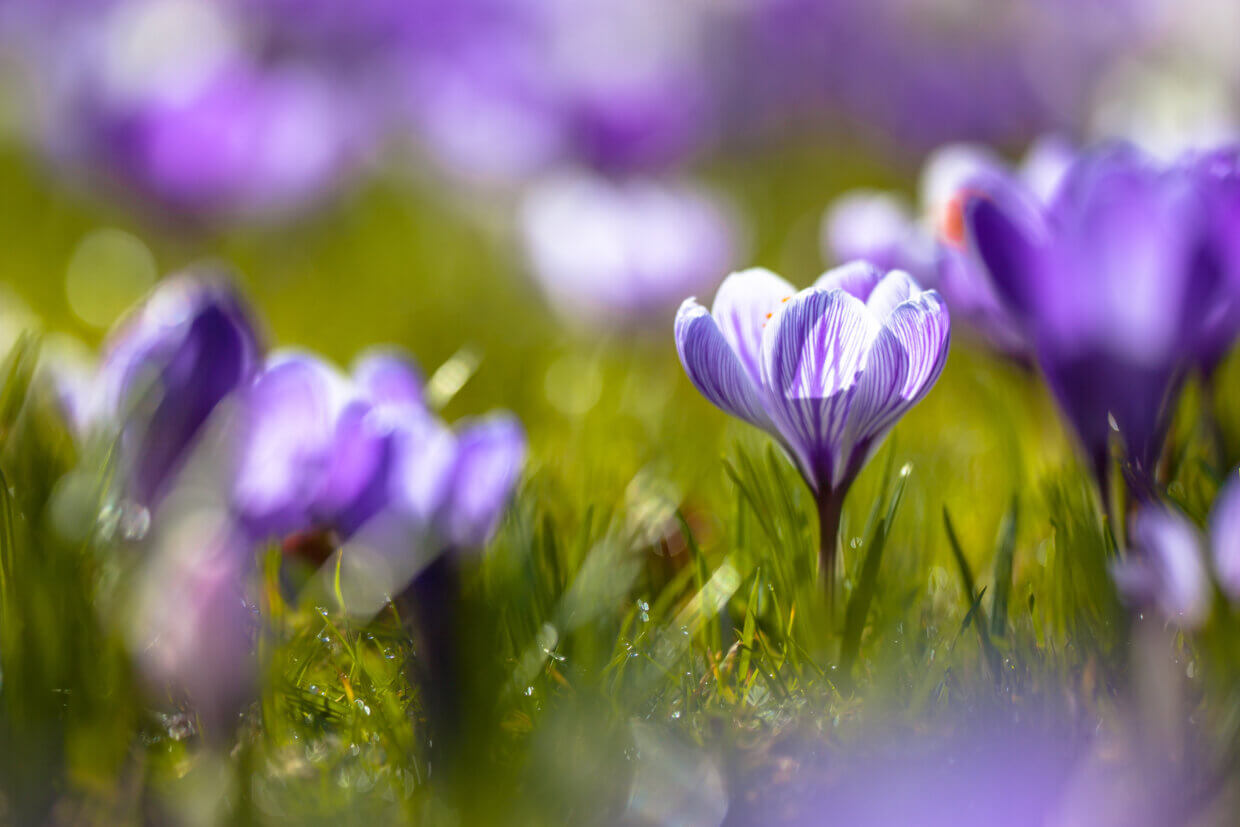 Wanneer begint de lente? 1, 20 of 21 maart? | Buitenleven