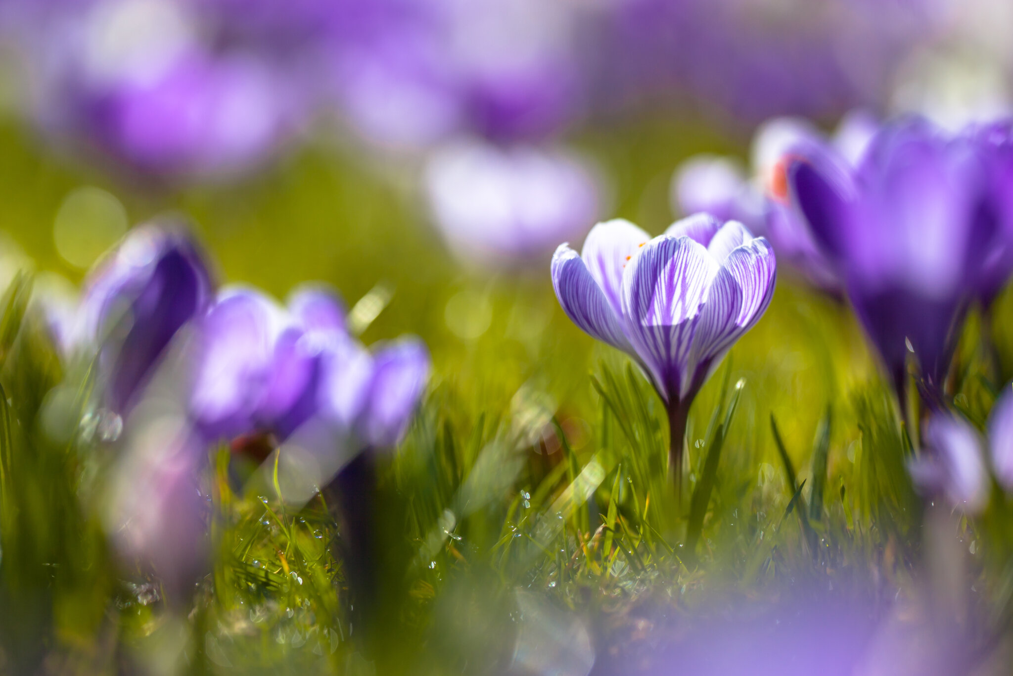 Wanneer begint de lente?
